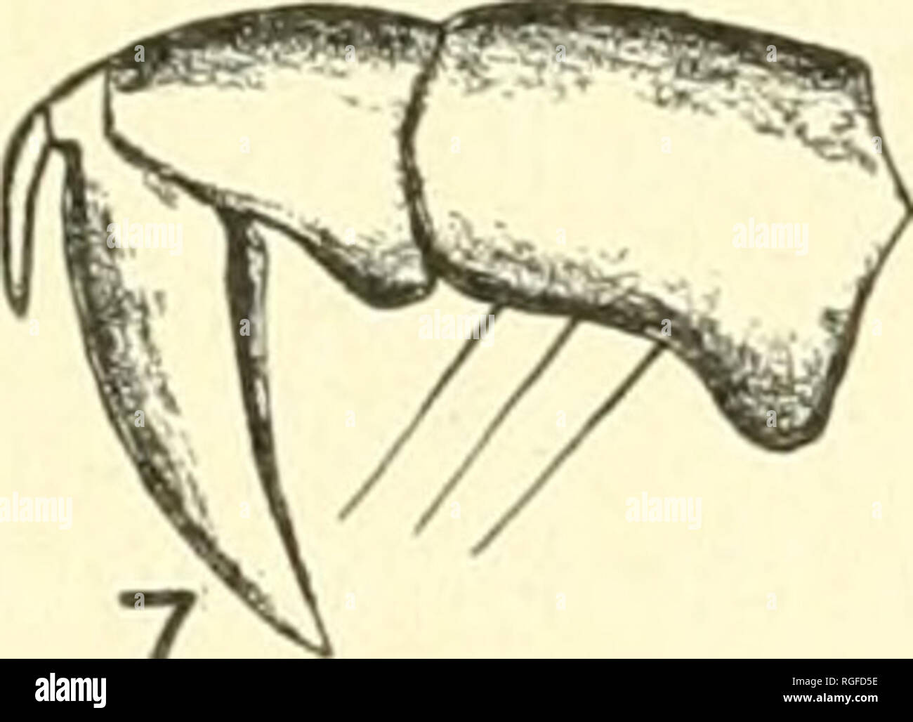 Chitinous plates hi-res stock photography and images - Alamy