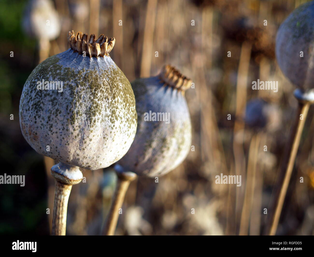 Poppy capsules hi-res stock photography and images - Alamy