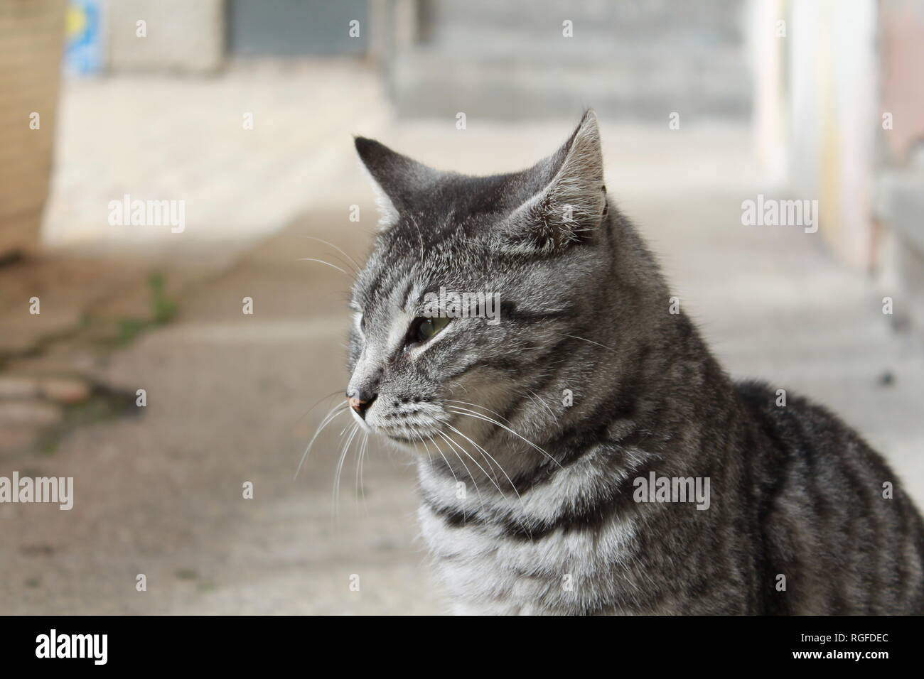 Wild tabby cat looking at the street Stock Photo - Alamy