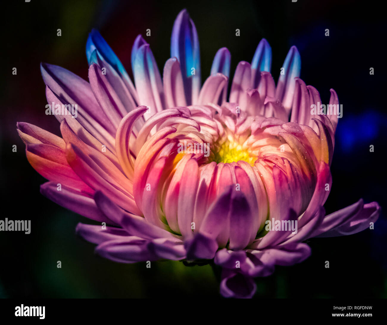 Rainbow lilies hi-res stock photography and images - Alamy