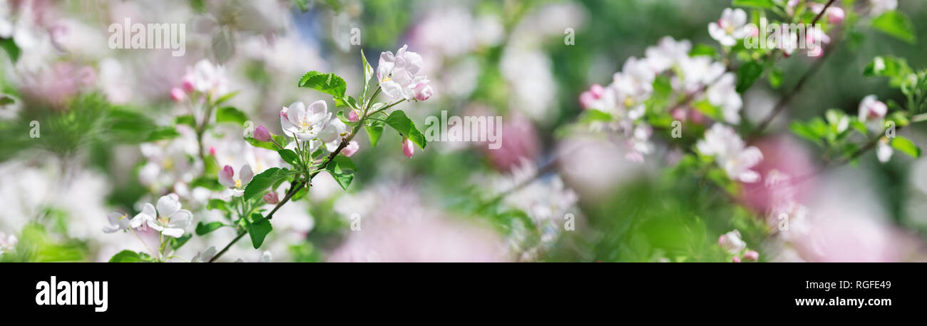 blurred apple tree background Stock Photo - Alamy