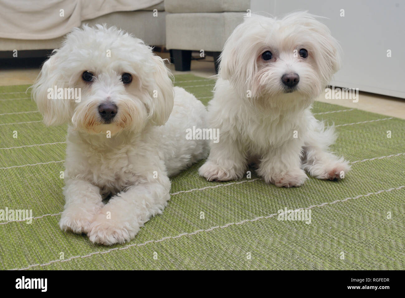 Maltese animal family inside of home Stock Photo - Alamy