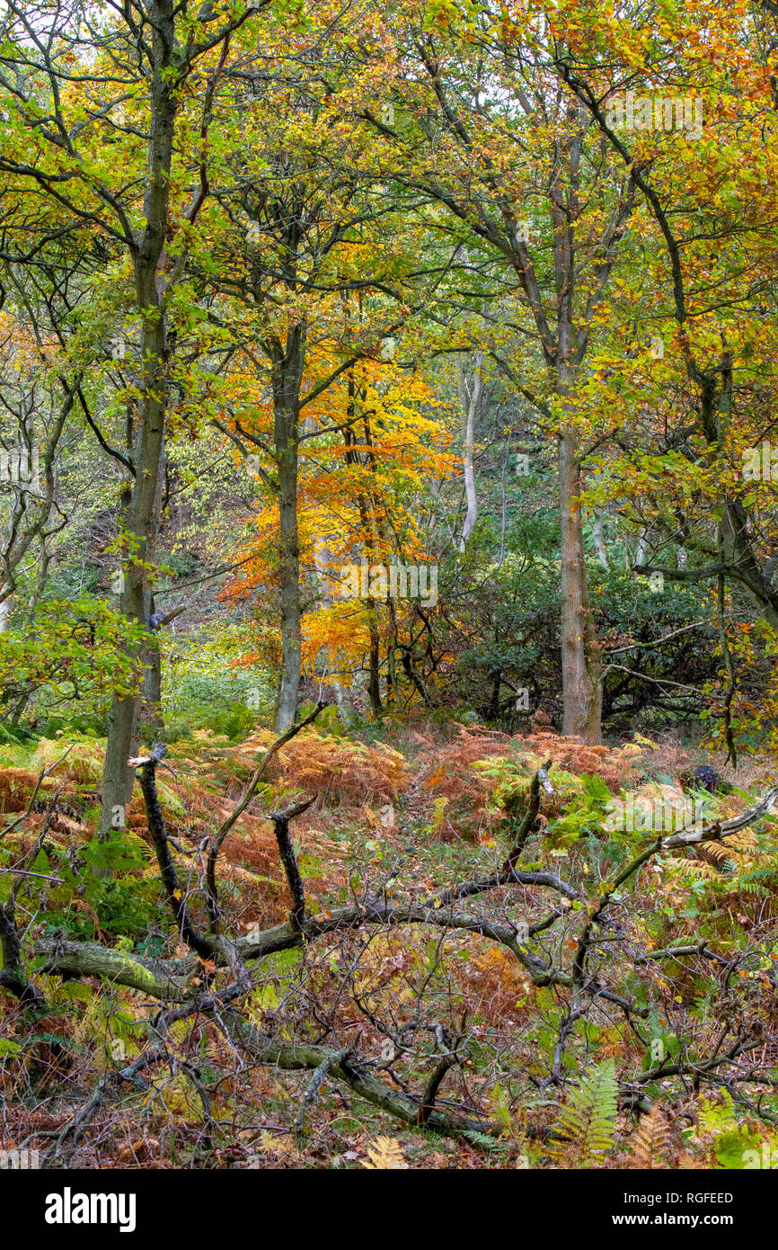 Sacriston hi-res stock photography and images - Alamy