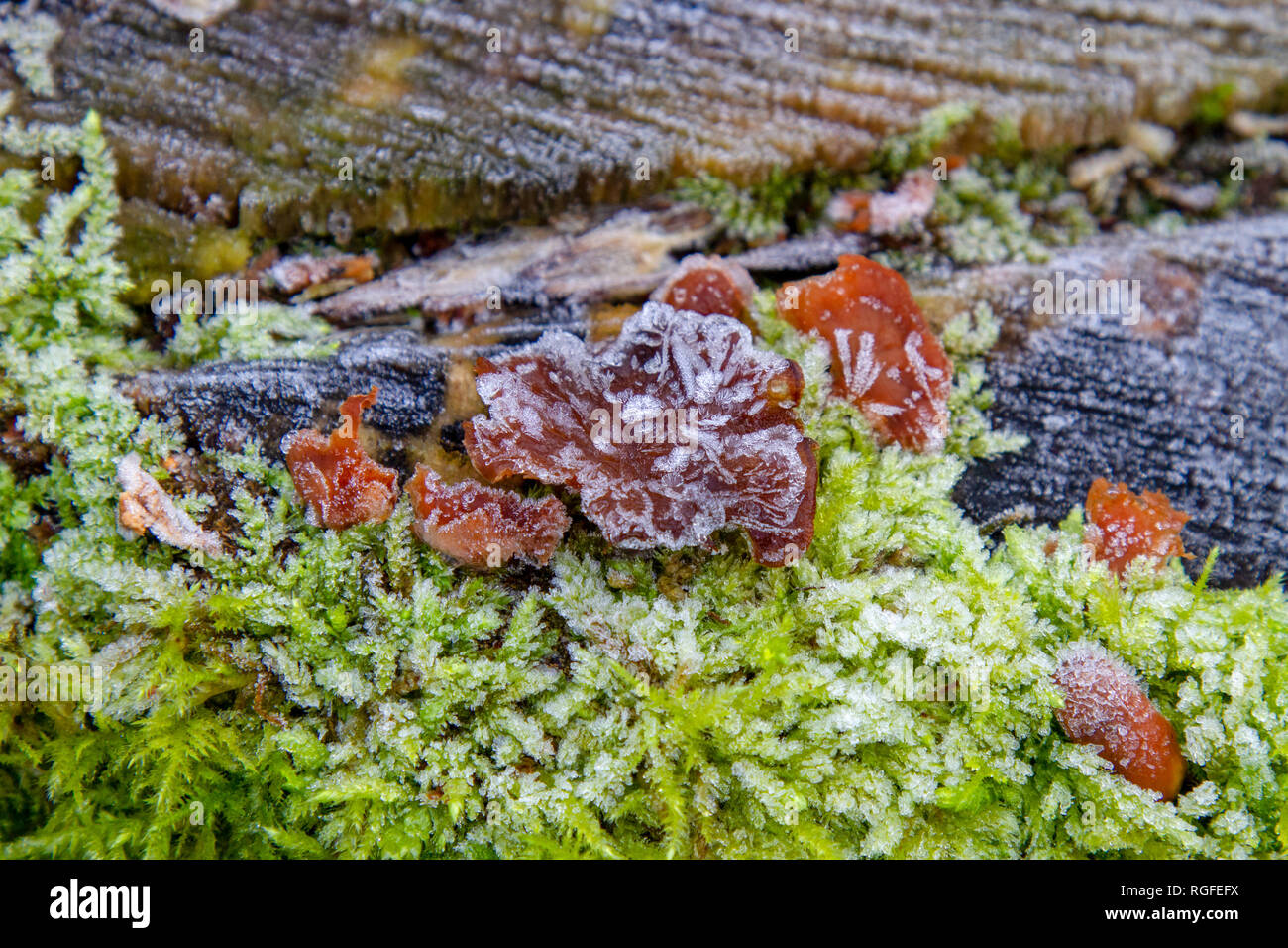 Frost on moss and leaves in woodland Stock Photo - Alamy