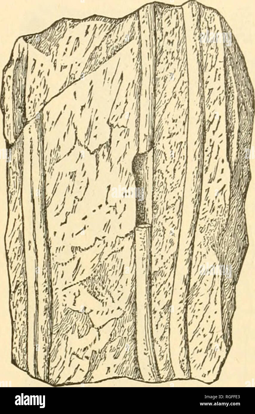 Fucoides hi-res stock photography and images - Alamy