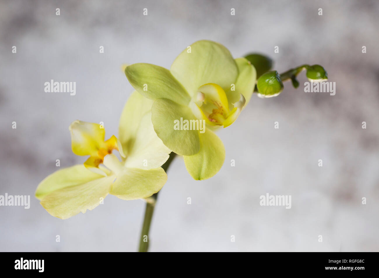 Yellow Phalaenopsis Orchid , yellow orchid, house plant, pale yellow ...