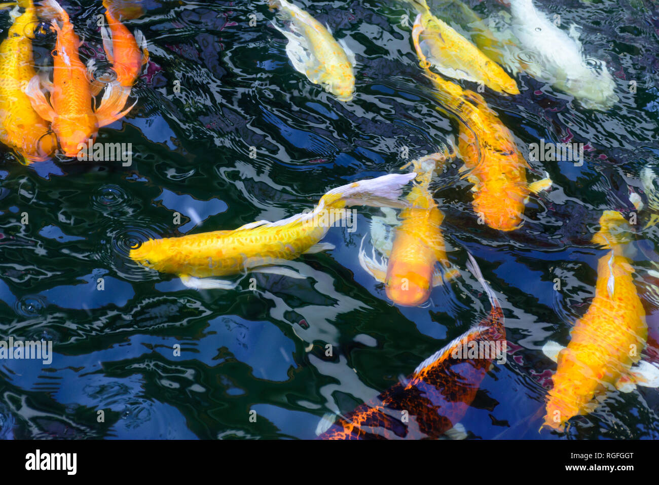 Colorful fancy carp fish or koi fish are swimming. Koi Fish swimming in ...
