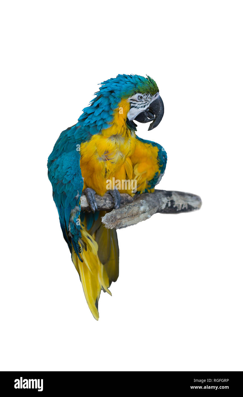 Macaw Parrot sitting on a branch. Isolated on white background Stock ...