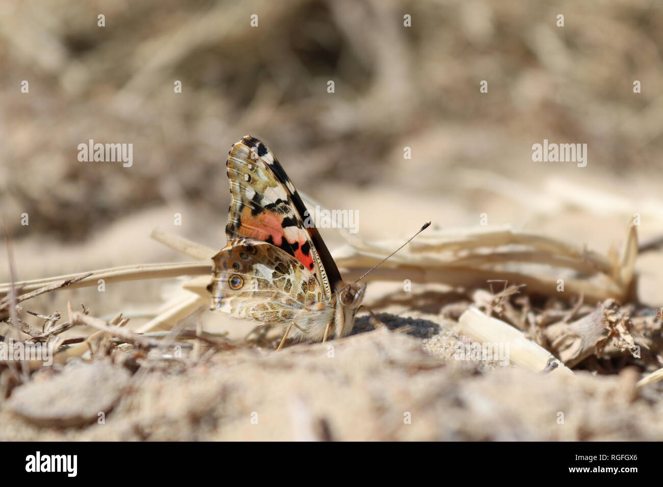 Desert butterfly hi-res stock photography and images - Alamy