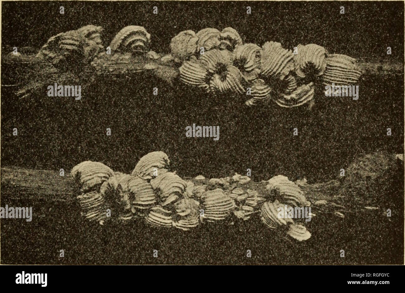 Scott macfie hi-res stock photography and images - Alamy