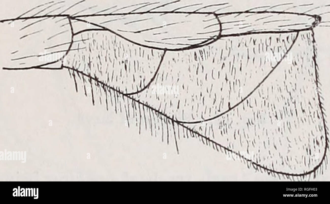 . Bulletin of entomological research. Entomology. A REMARKABLE MOSQUITO ...