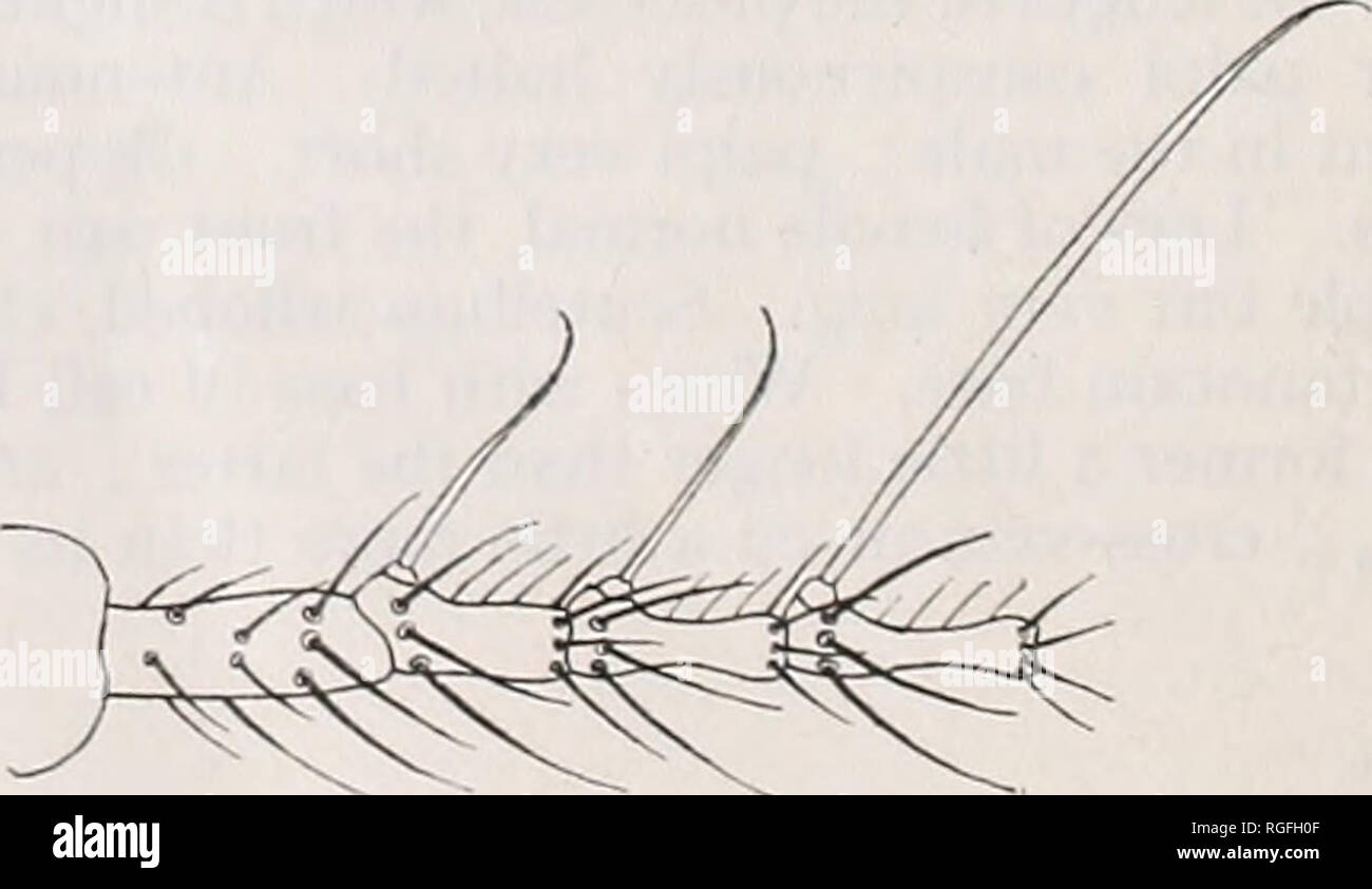 . Bulletin of entomological research. Entomology. Fig. 1. Head of ...