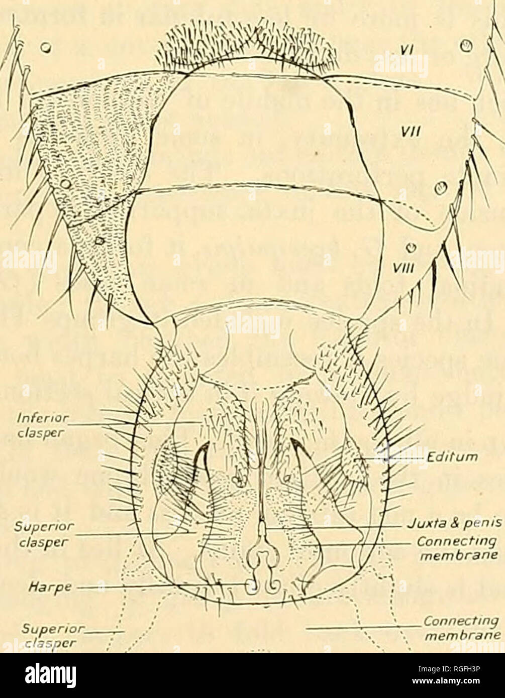 . Bulletin of entomological research. Entomology. Fig. 1. -Hypopygium ...