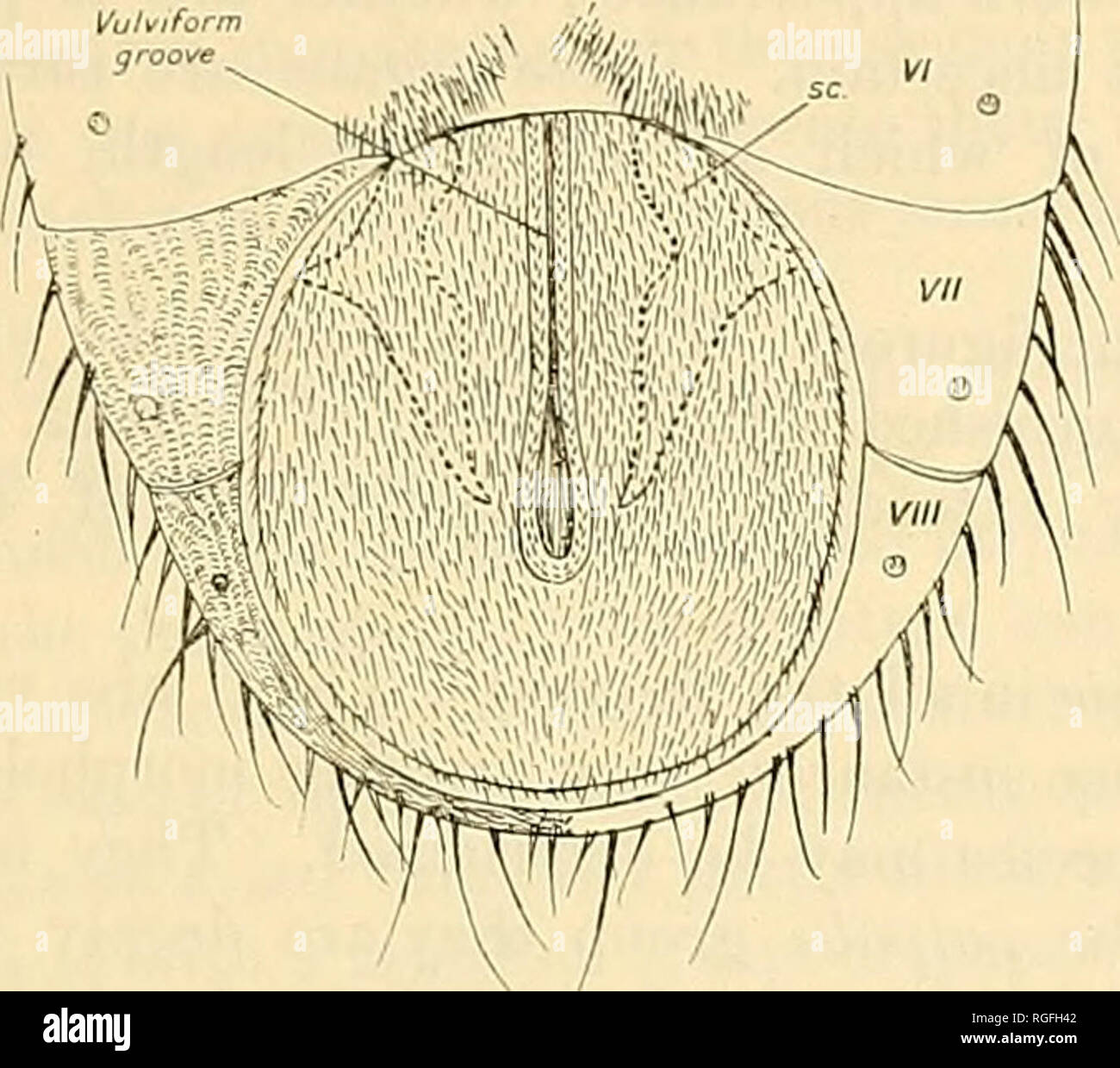 . Bulletin of entomological research. Entomology. BASED ON A STUDY OF ...