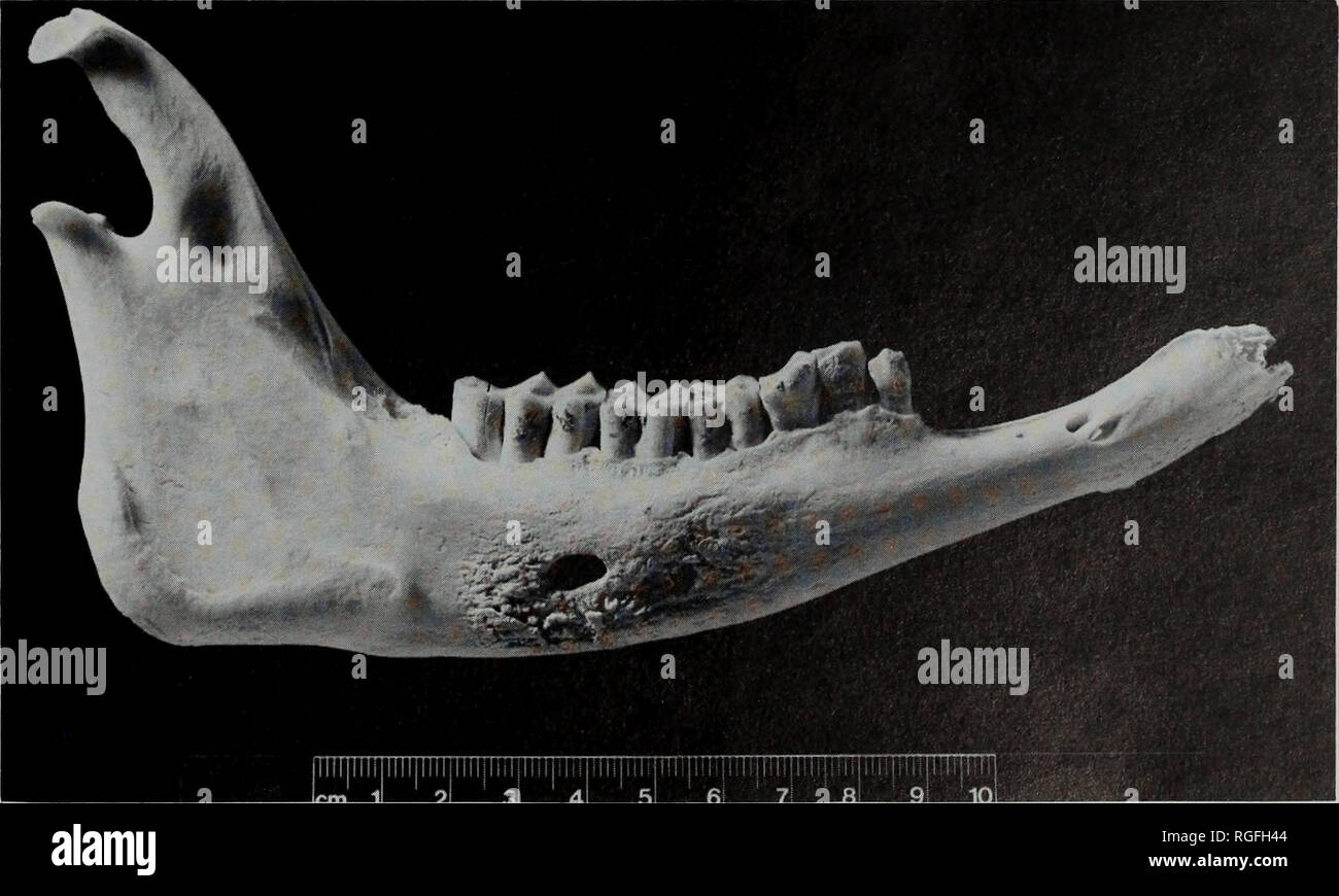 Incisiform High Resolution Stock Photography and Images - Alamy