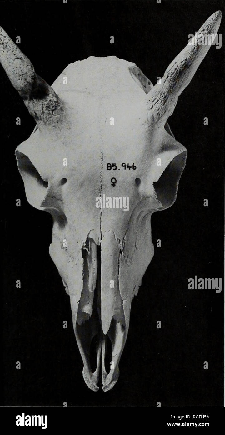. Bulletin of the British Museum (Natural History) Zoology. OSTEOLOGY ...