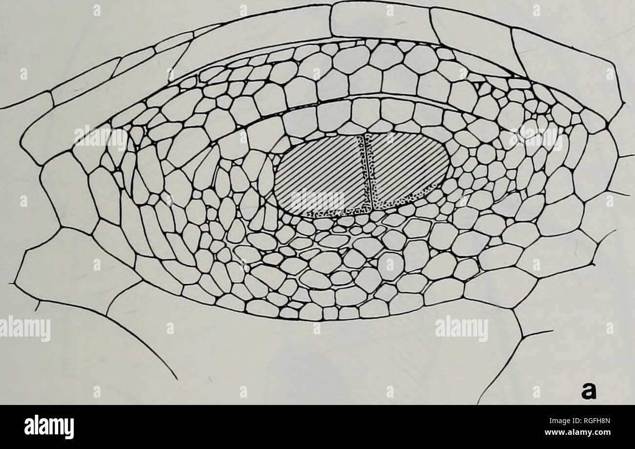 . Bulletin of the British Museum (Natural History) Zoology. Fig. 14 ...
