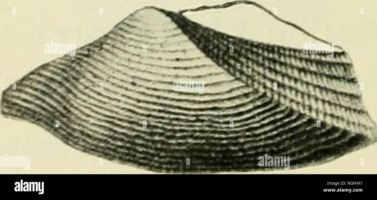 Conocardium hi-res stock photography and images - Alamy