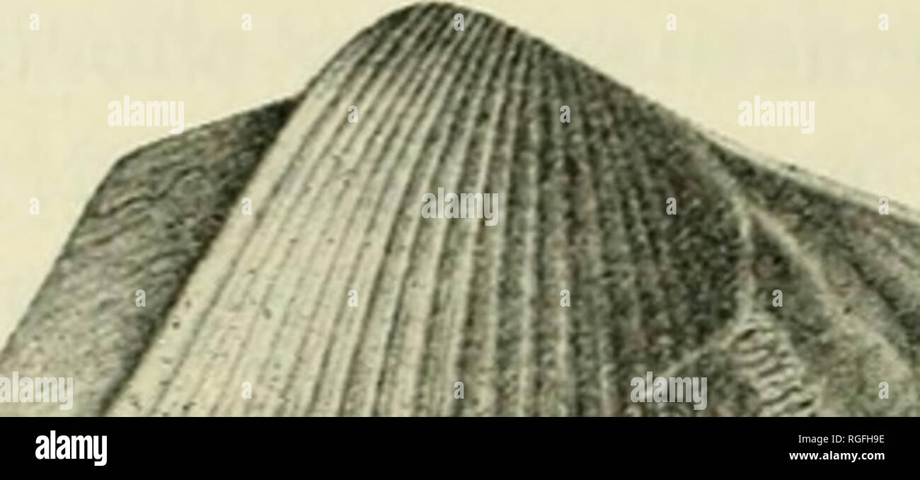 Conocardium hi-res stock photography and images - Alamy