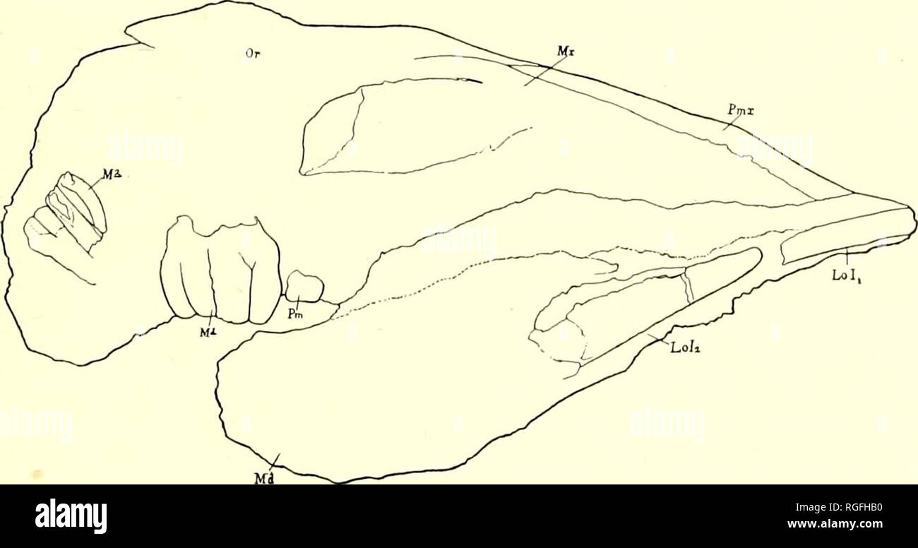 Desmostylus hi-res stock photography and images - Alamy