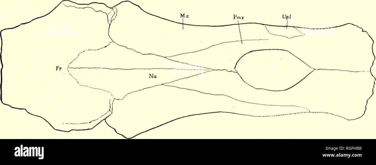 Desmostylus hi-res stock photography and images - Alamy