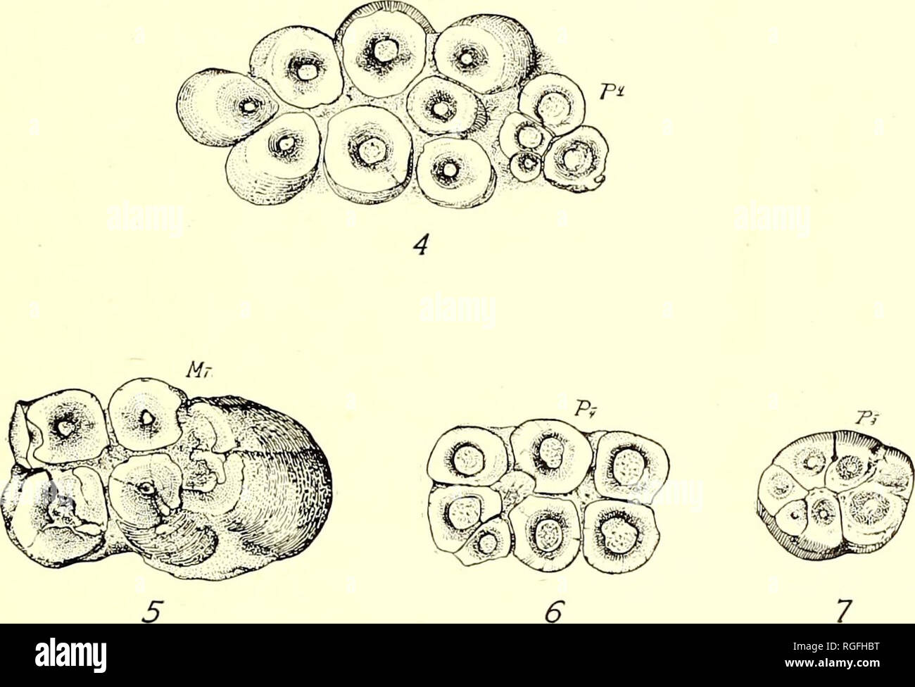 Desmostylus hi-res stock photography and images - Alamy