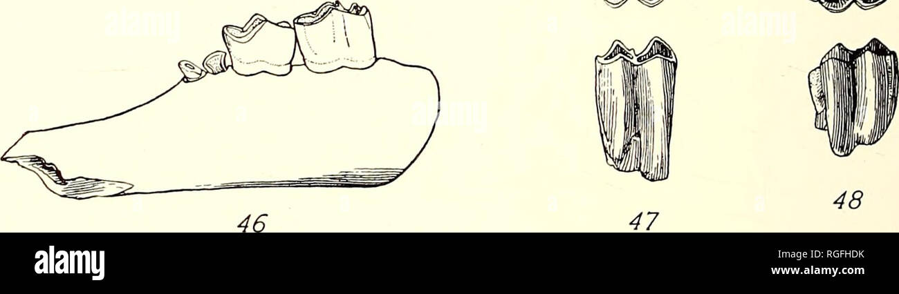 Antler jaw hi-res stock photography and images - Alamy