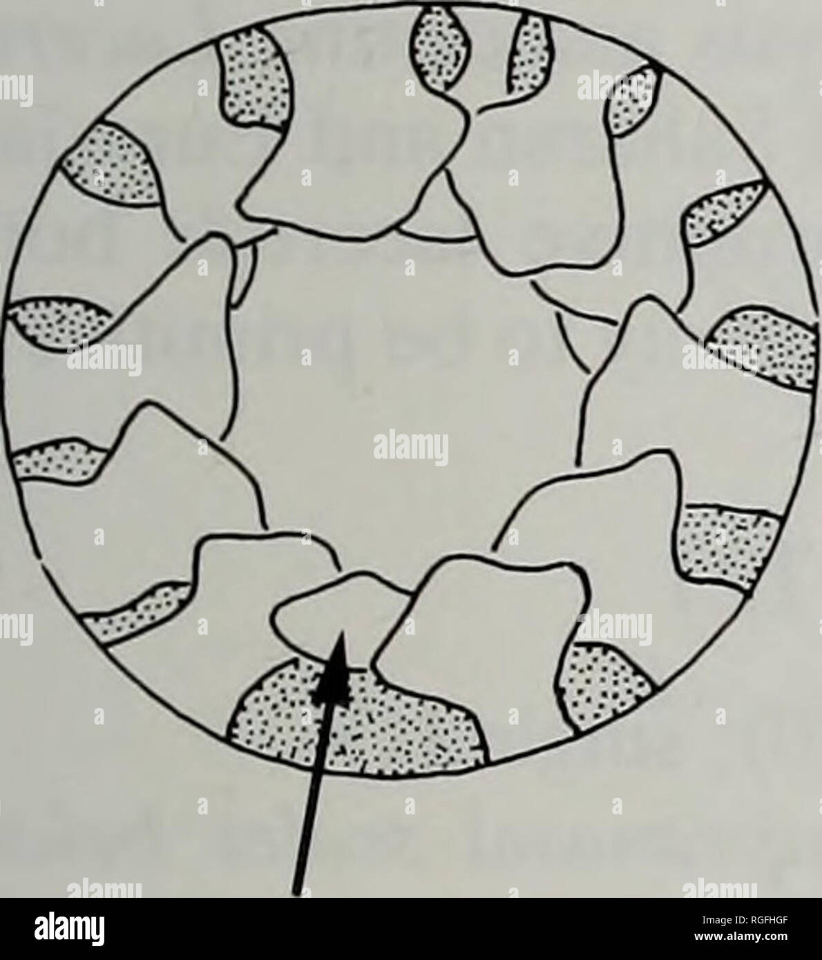 . Bulletin of the British Museum (Natural History) Zoology ...