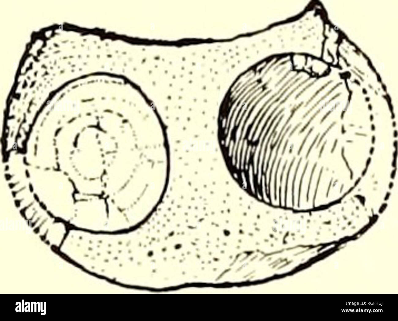 . Bulletin of the Department of Geology. Geology. 1910] Merriam: Fauna ...