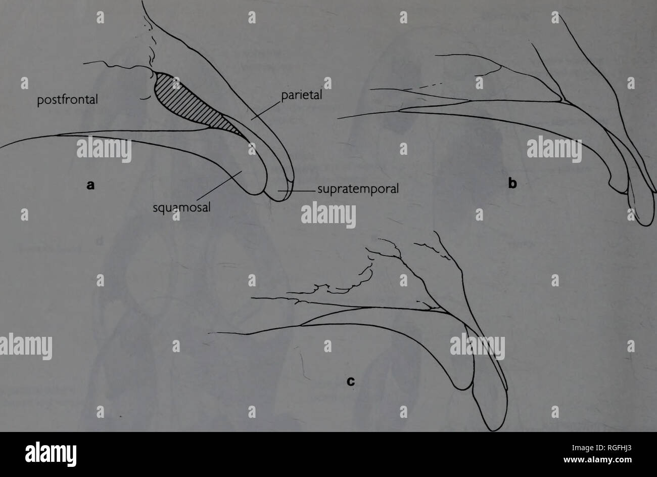 . Bulletin of the British Museum (Natural History) Zoology. 218 E. N ...