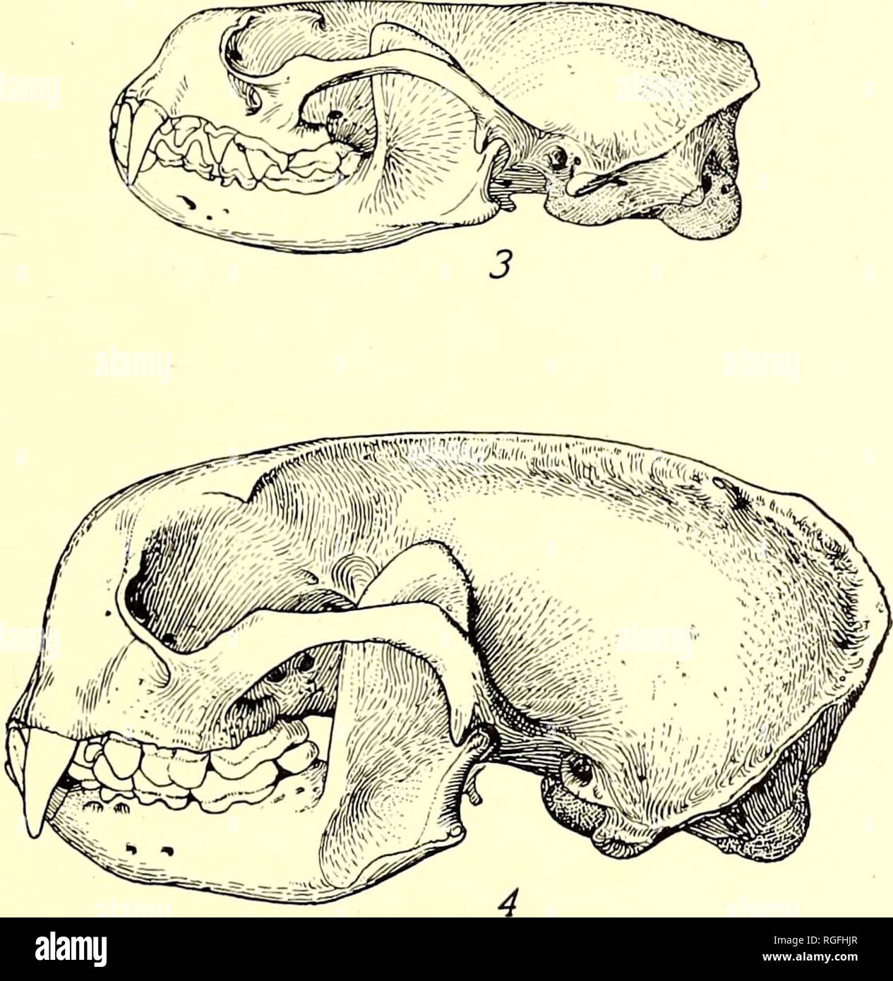 . Bulletin of the Department of Geology. Geology. 1914] Taylor: Aquatic ...
