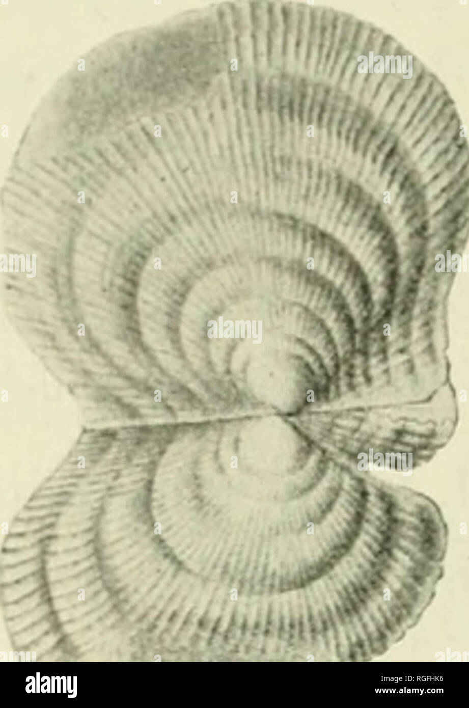 Nautilus hall hi-res stock photography and images - Alamy