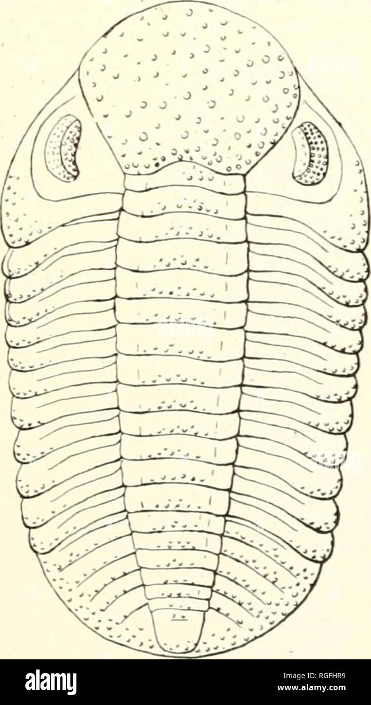 Trilo hi-res stock photography and images - Alamy