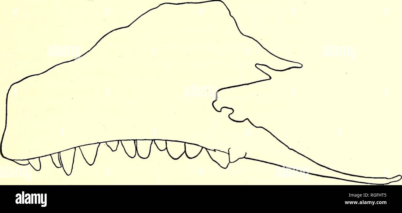 . Bulletin of the Department of Geology. Geology. Fig. 1. Mixosaurus ...