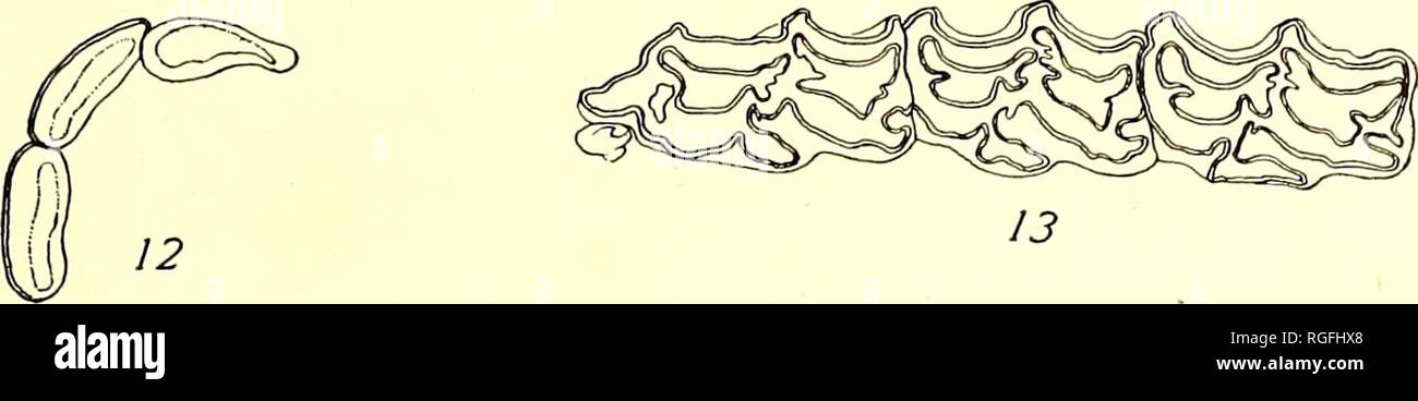 . Bulletin of the Department of Geology. Geology. 1913] Merriam: Horses ...