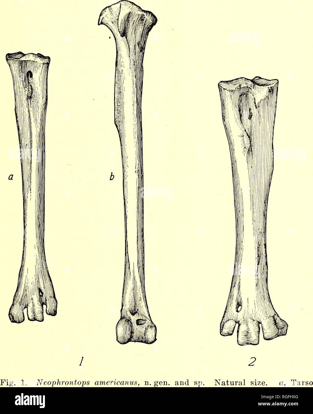 . Bulletin of the Department of Geology. Geology. 1916] Miller ...