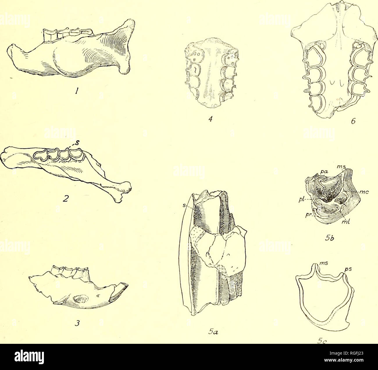 . Bulletin of the Department of Geology. Geology. Vol. 5] Furlong.—An ...