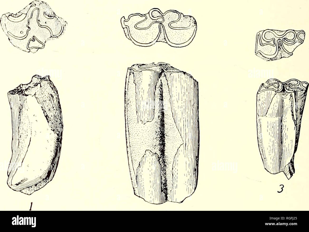 Merychippus sp hi-res stock photography and images - Alamy