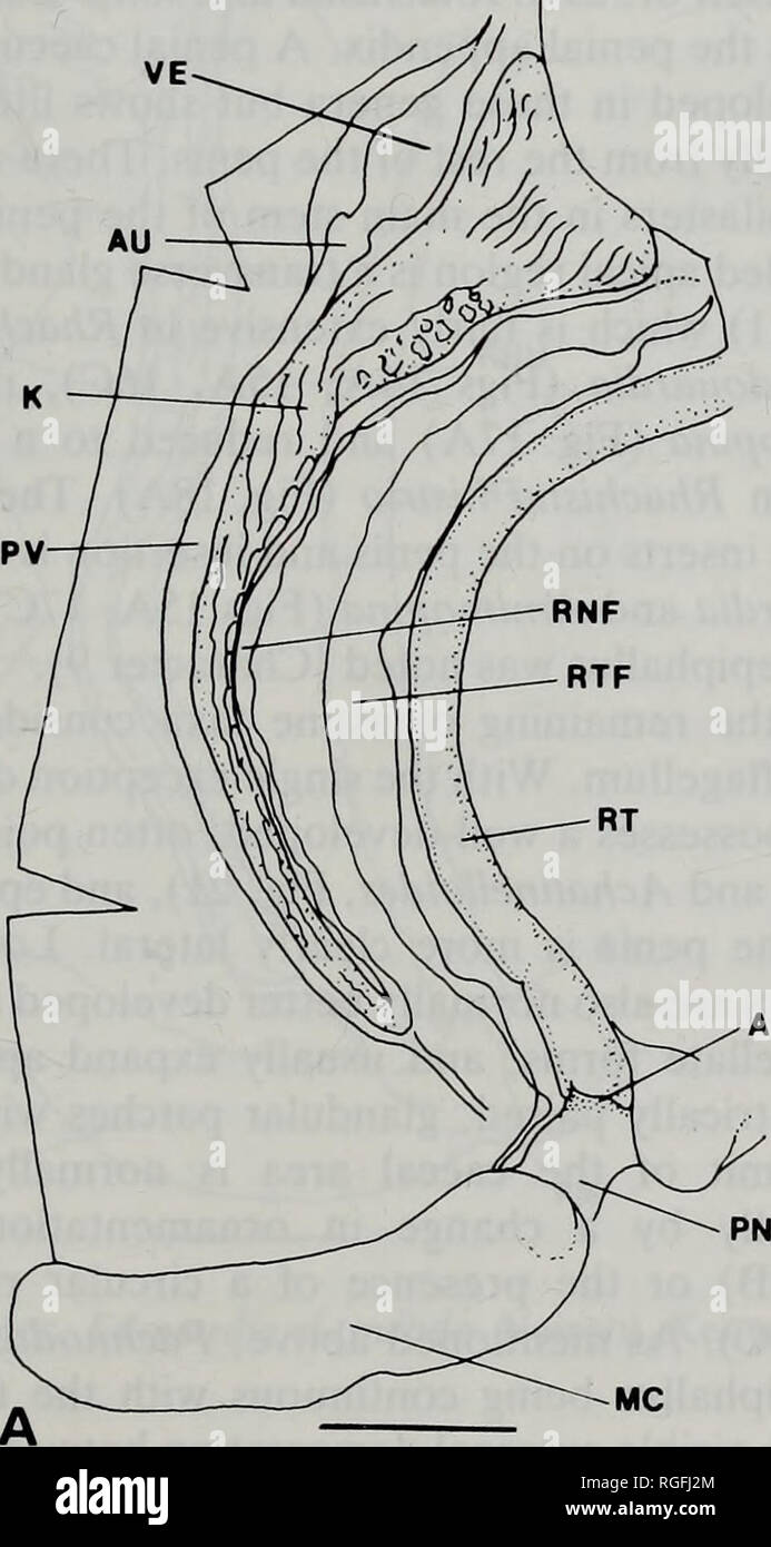 . Bulletin of the British Museum (Natural History) Zoology. Fig. 3 ...