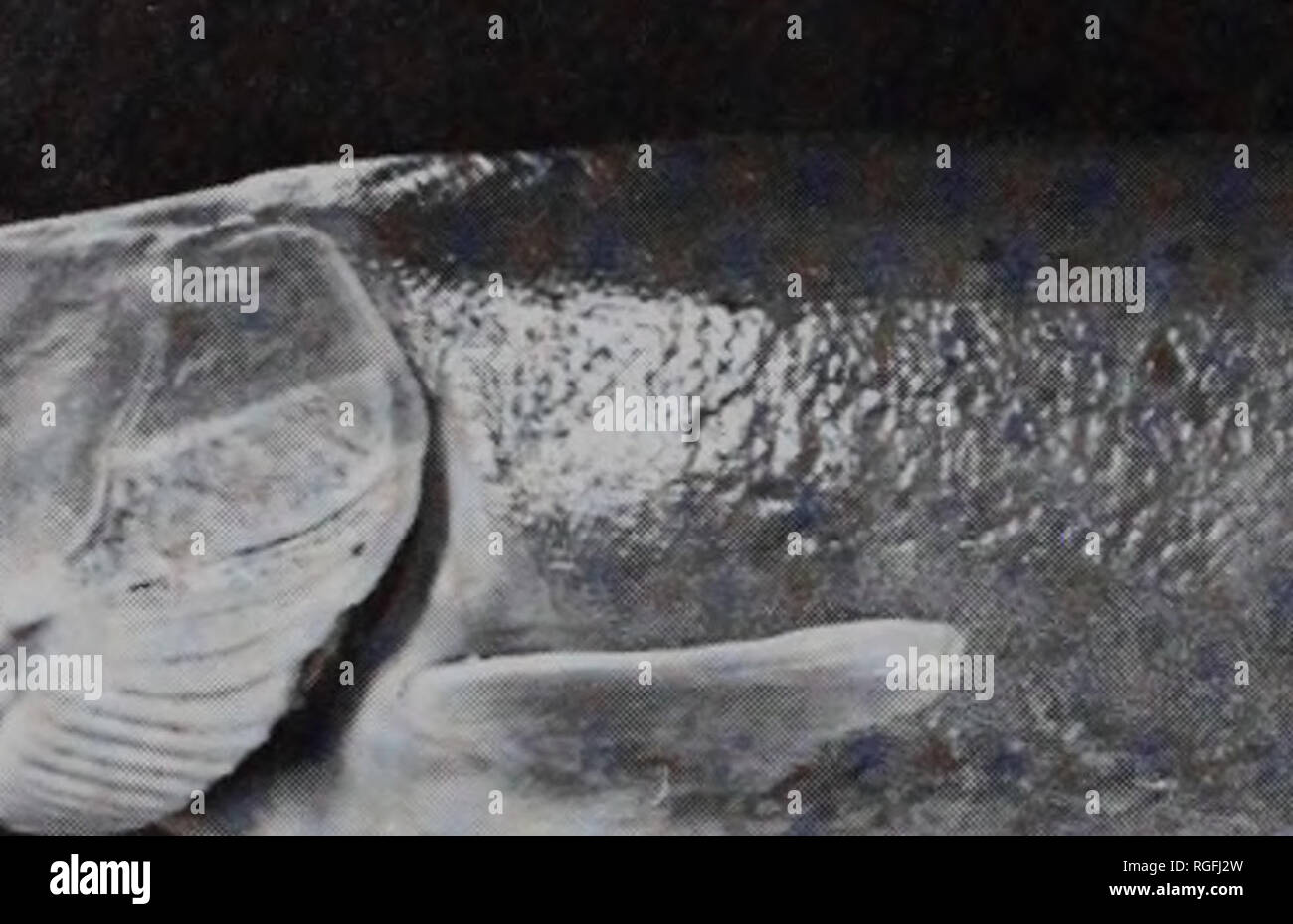 Lenok hi-res stock photography and images - Alamy