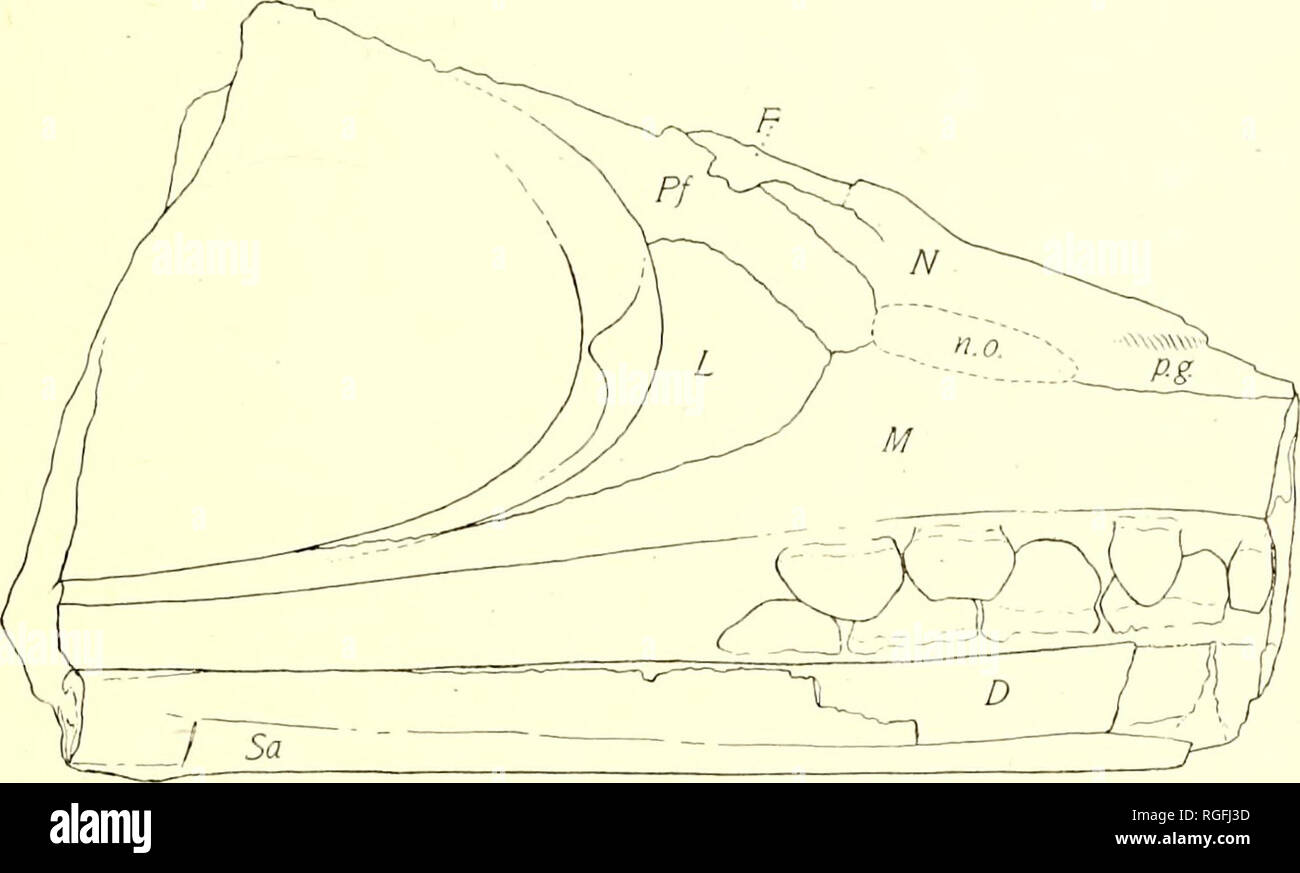 Anterior cones hi-res stock photography and images - Alamy