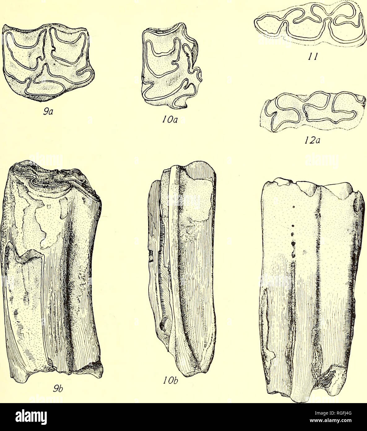 Pliohippus hi-res stock photography and images - Alamy