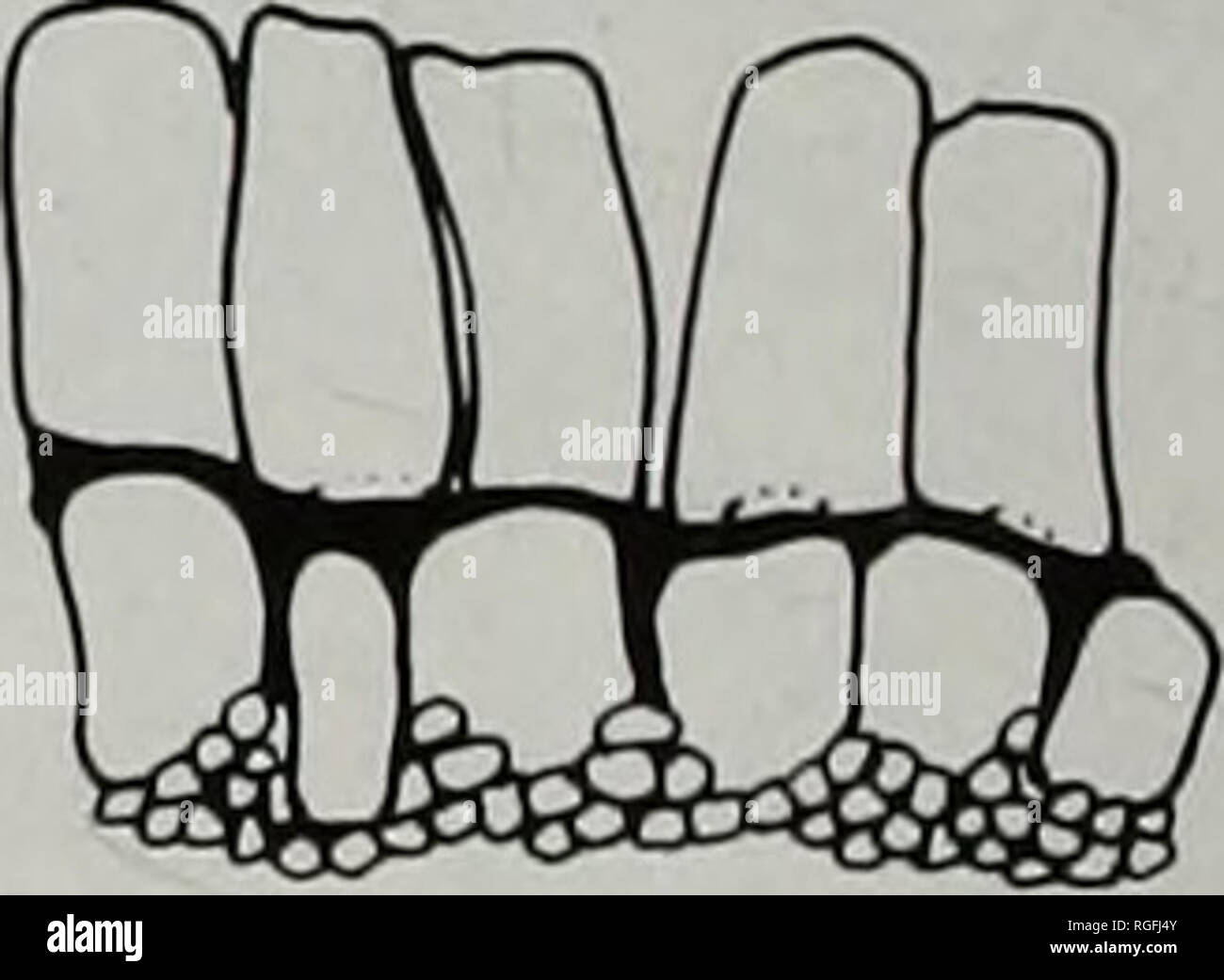 . Bulletin of the British Museum (Natural History) Zoology. . Fig. 3 F ...