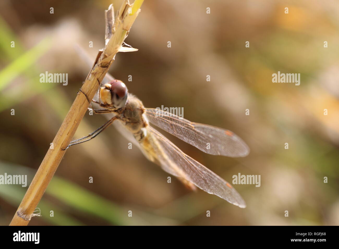 Strong flying insect hi-res stock photography and images - Alamy