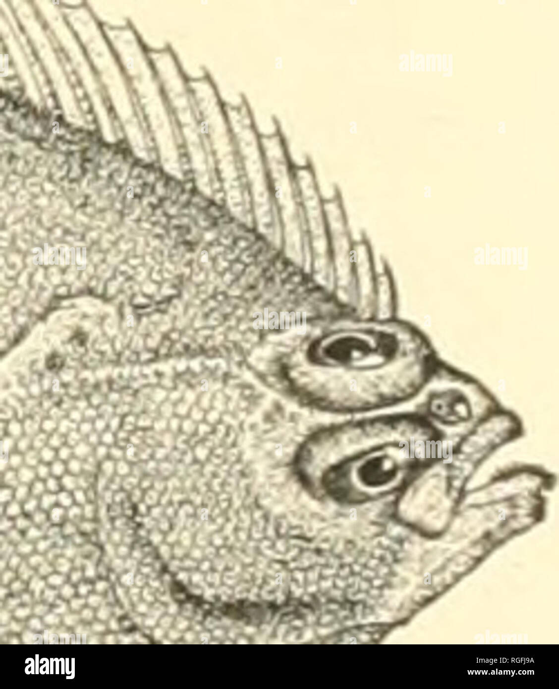 Psettichthys melanostictus hi-res stock photography and images - Alamy