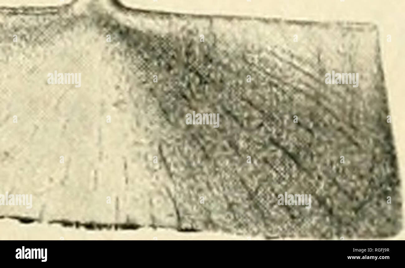 Shell bearing limestone hi-res stock photography and images - Alamy