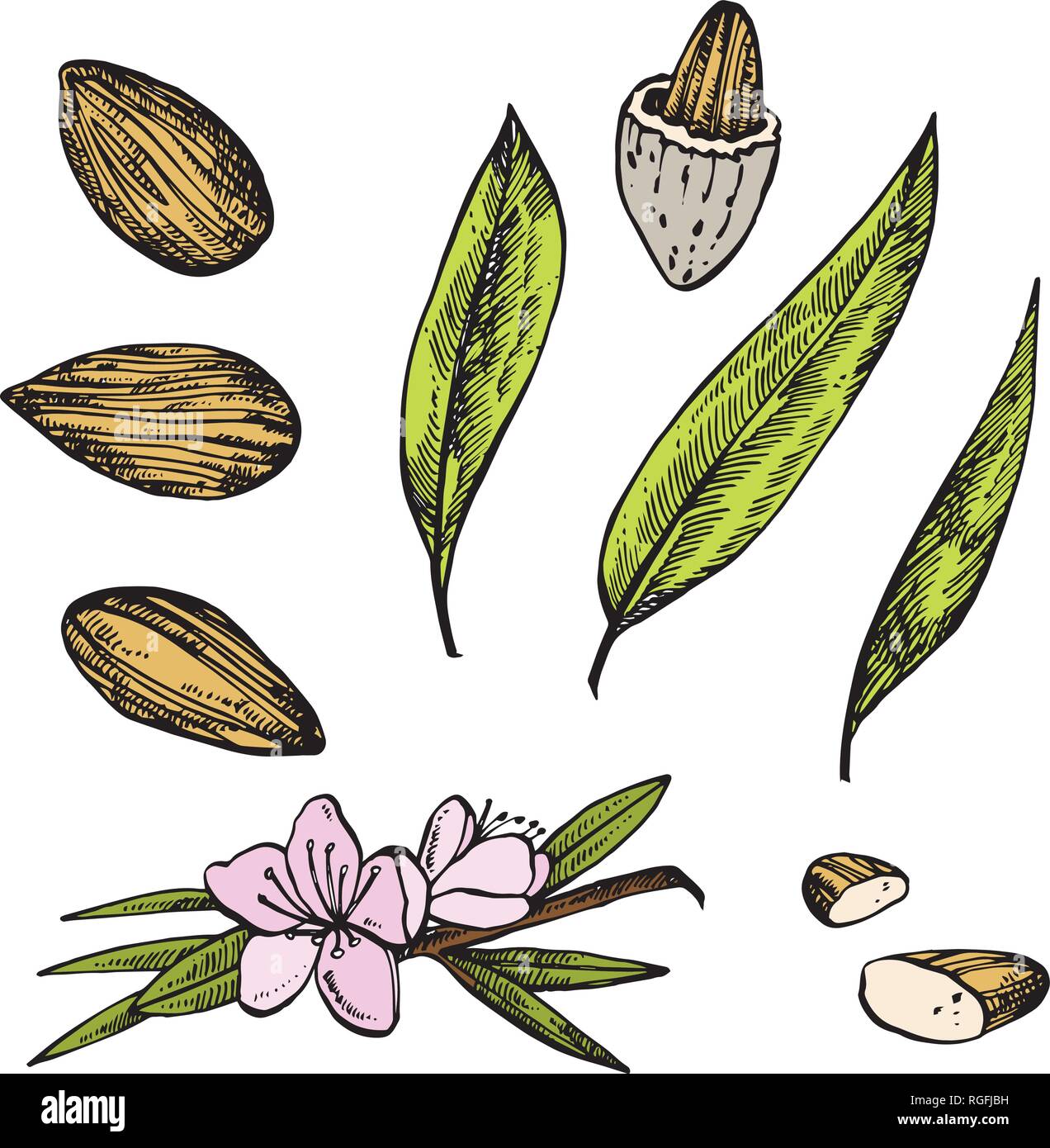 Almonds Sketch Illustrations Vector Hand Drawn Illustrations Isolated