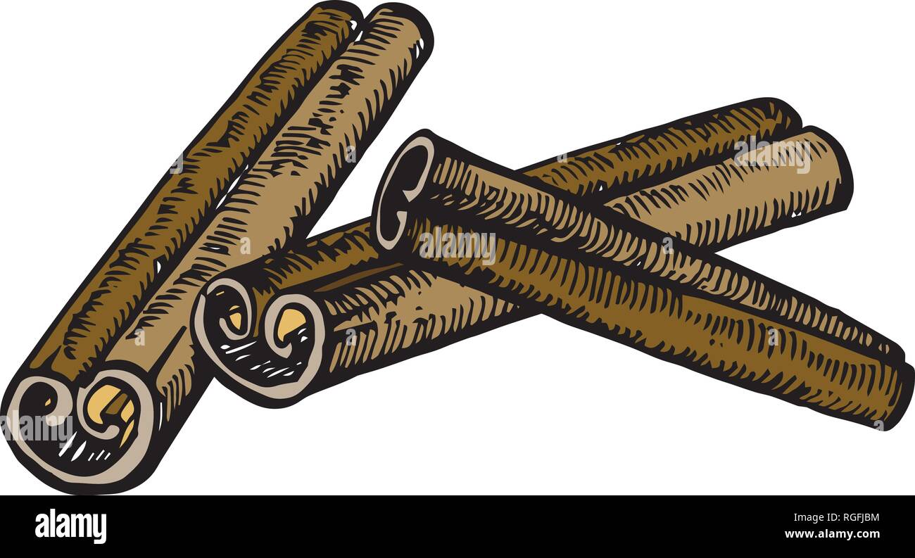 Cinnamon stick hand drawn vector sketch. Engraved style spice ...