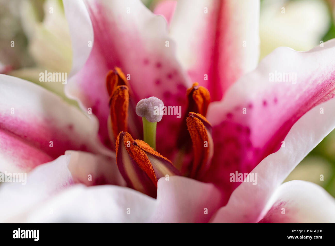 Stargazer lily hi-res stock photography and images - Alamy