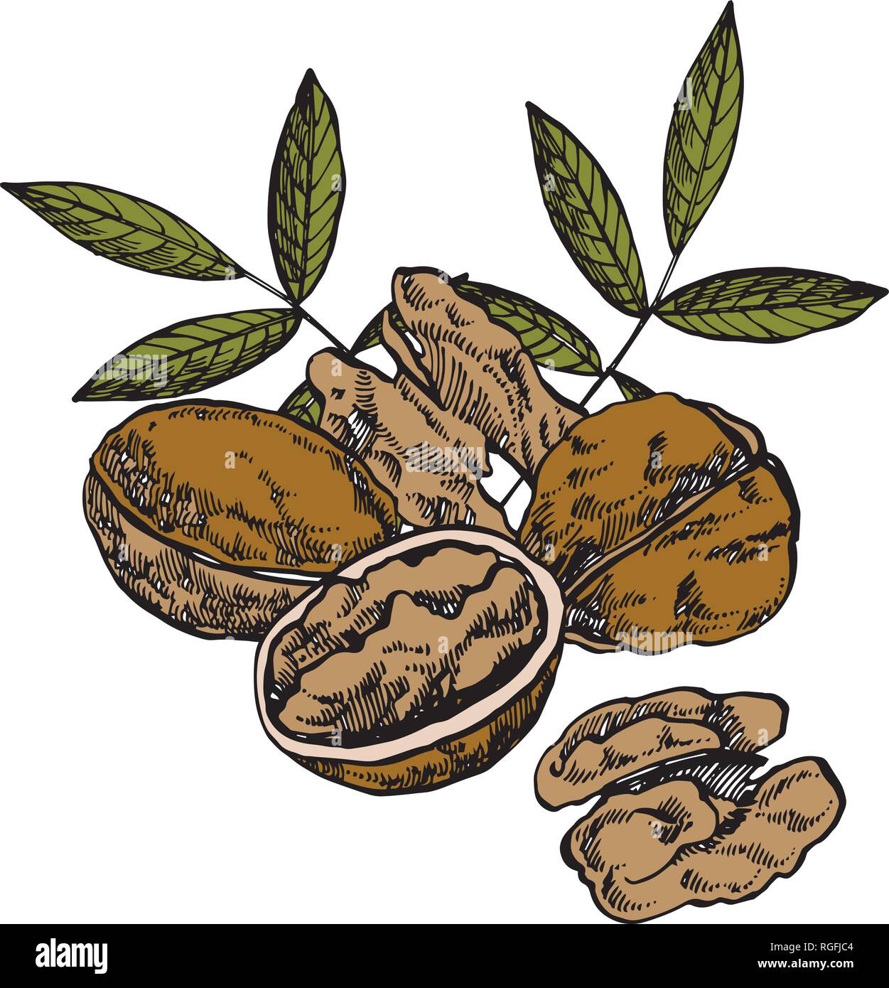 Hand drawn sketch style walnuts illustrations. Illustration in vintage ...